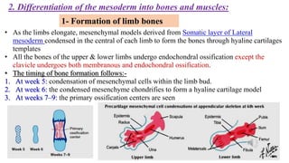 Development of Musculoskeletal system.ppsx