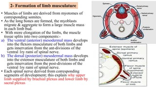 Development of Musculoskeletal system.ppsx