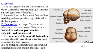 Development of Musculoskeletal system.ppsx