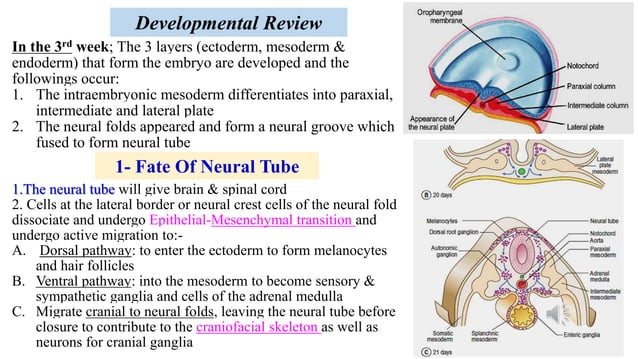 Development of Musculoskeletal system.ppsx