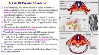 Development of Musculoskeletal system.ppsx