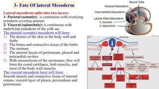 Development of Musculoskeletal system.ppsx