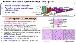 Development of Musculoskeletal system.ppsx
