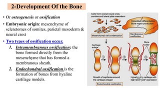 Development of Musculoskeletal system.ppsx