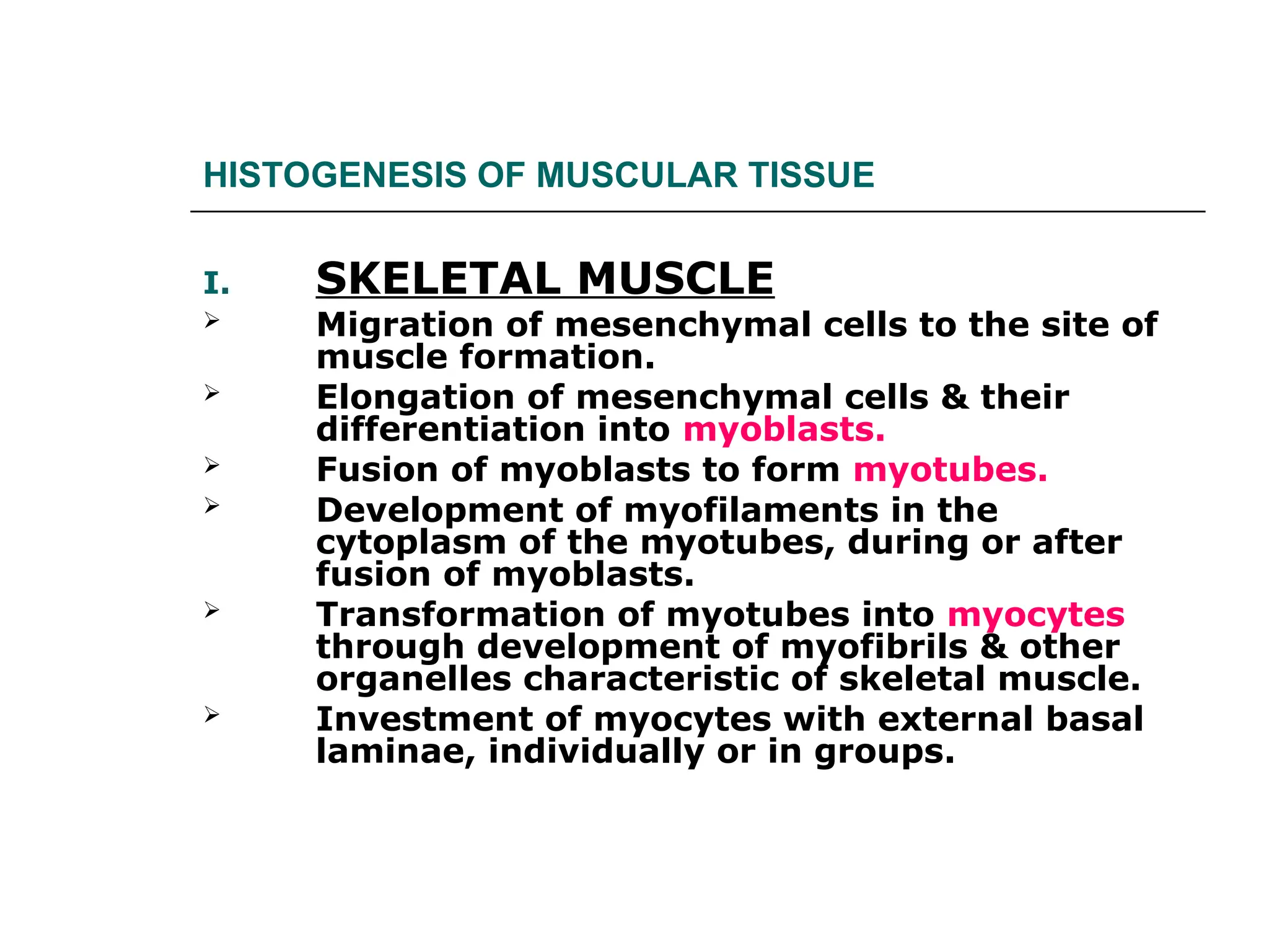 DEVELOPMENT OF MUSCLE EMBRYOLOGY OF MUSLCE | PPT