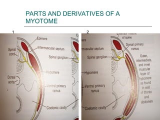DEVELOPMENT OF MUSCLE EMBRYOLOGY OF MUSLCE | PPT