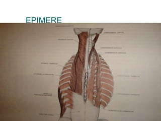 DEVELOPMENT OF MUSCLE EMBRYOLOGY OF MUSLCE | PPT