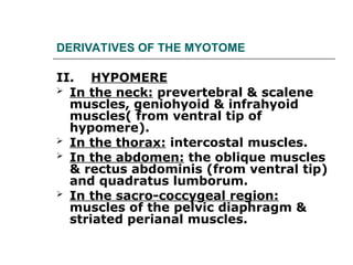 DEVELOPMENT OF MUSCLE EMBRYOLOGY OF MUSLCE | PPT