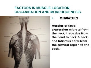 DEVELOPMENT OF MUSCLE EMBRYOLOGY OF MUSLCE | PPT