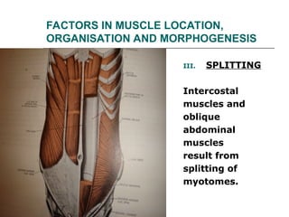 DEVELOPMENT OF MUSCLE EMBRYOLOGY OF MUSLCE | PPT
