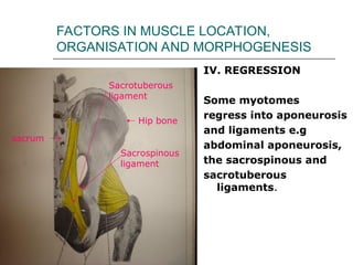 DEVELOPMENT OF MUSCLE EMBRYOLOGY OF MUSLCE | PPT