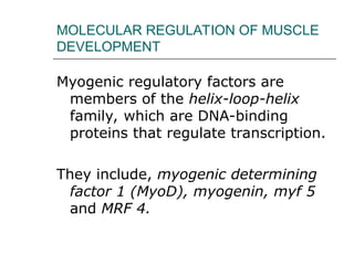 DEVELOPMENT OF MUSCLE EMBRYOLOGY OF MUSLCE | PPT
