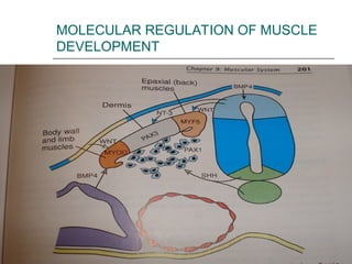 DEVELOPMENT OF MUSCLE EMBRYOLOGY OF MUSLCE | PPT