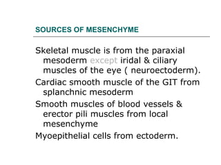 DEVELOPMENT OF MUSCLE EMBRYOLOGY OF MUSLCE | PPT