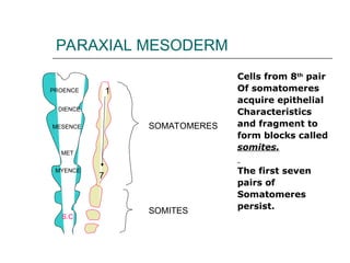 DEVELOPMENT OF MUSCLE EMBRYOLOGY OF MUSLCE | PPT