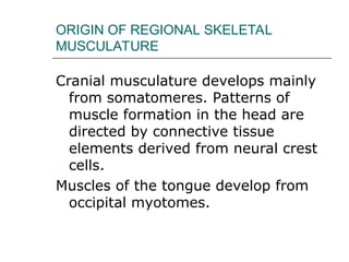 DEVELOPMENT OF MUSCLE EMBRYOLOGY OF MUSLCE | PPT
