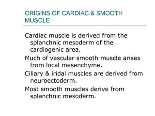 DEVELOPMENT OF MUSCLE EMBRYOLOGY OF MUSLCE | PPT