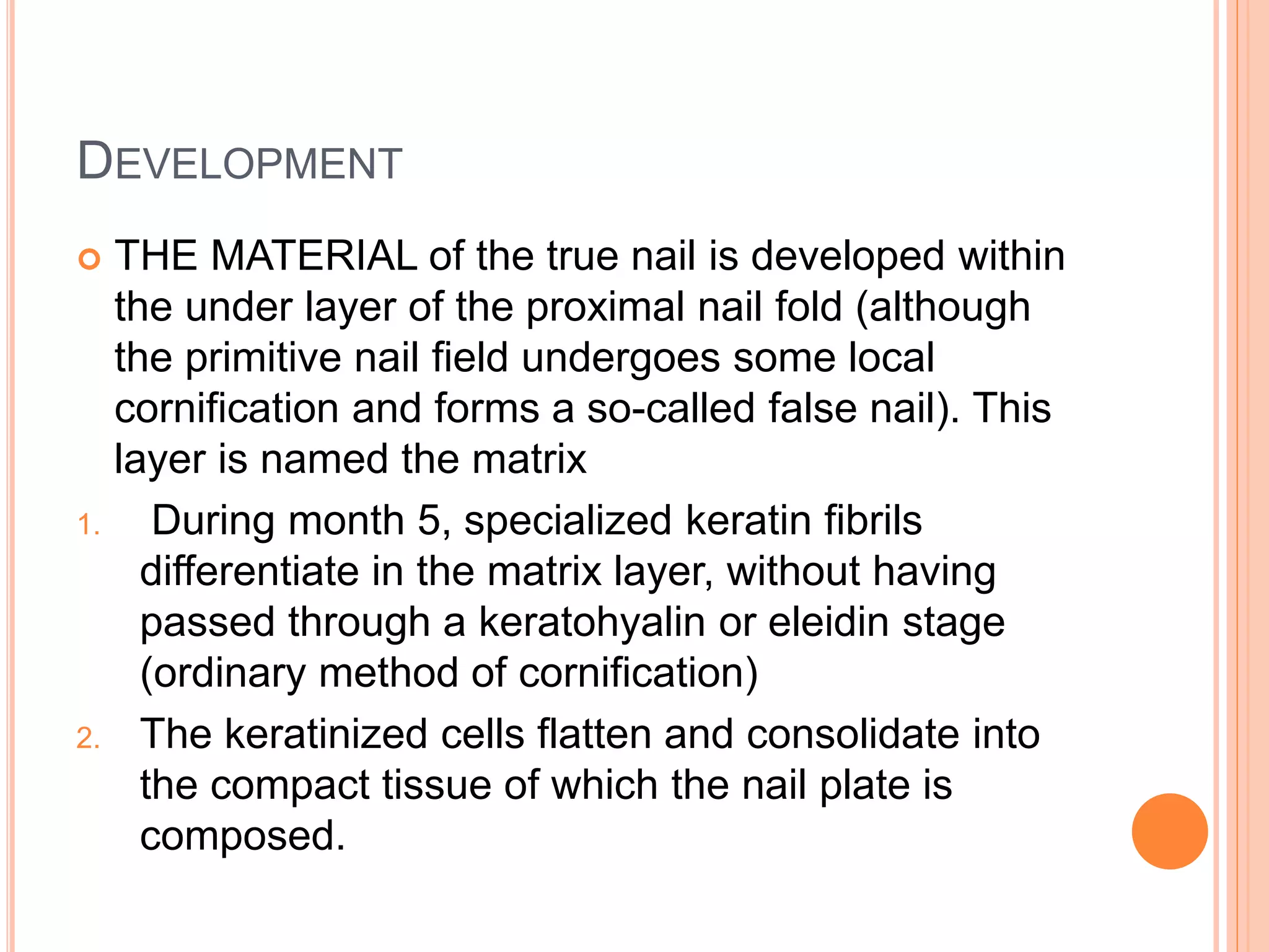 Development of nail | PPTX