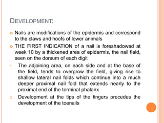Development of nail | PPTX