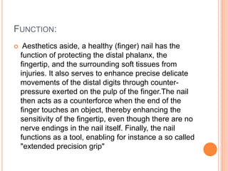 Development of nail | PPTX