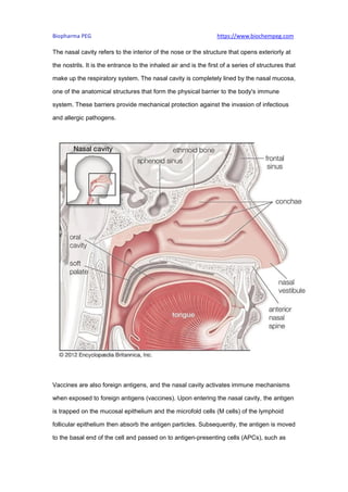 Development of Nasal Spray Vaccines.pdf