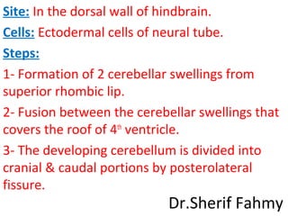 Development of Nervous System (Special Embryology) | PPS