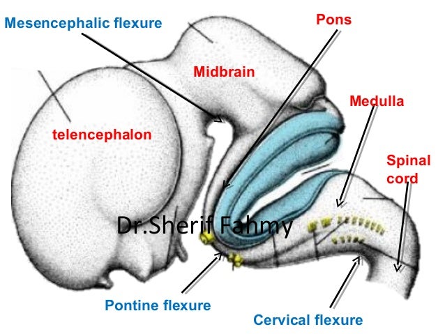 Development of Nervous System (Special Embryology)