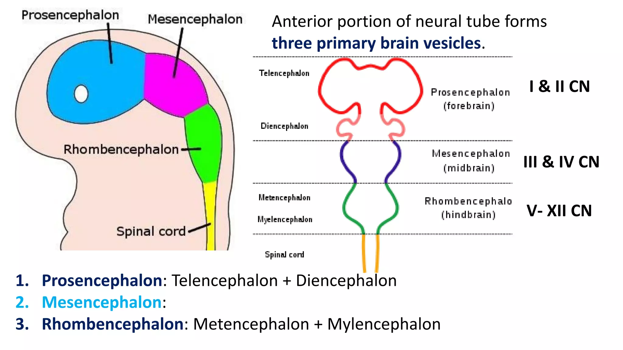 Development of nervous system | PDF