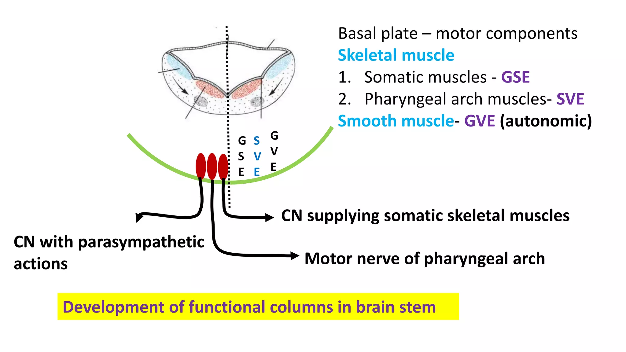 Development of nervous system | PDF