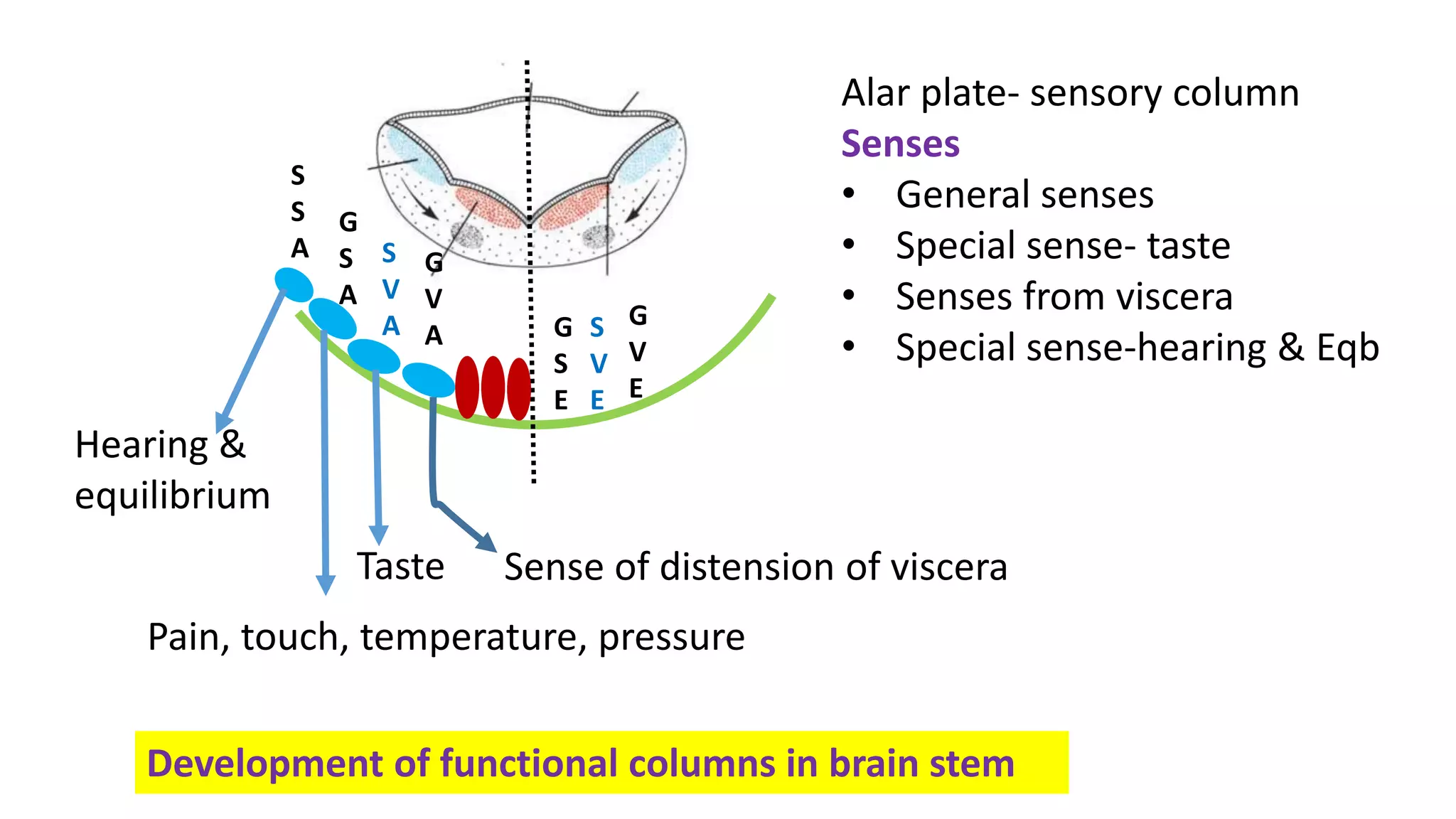 Development of nervous system | PDF