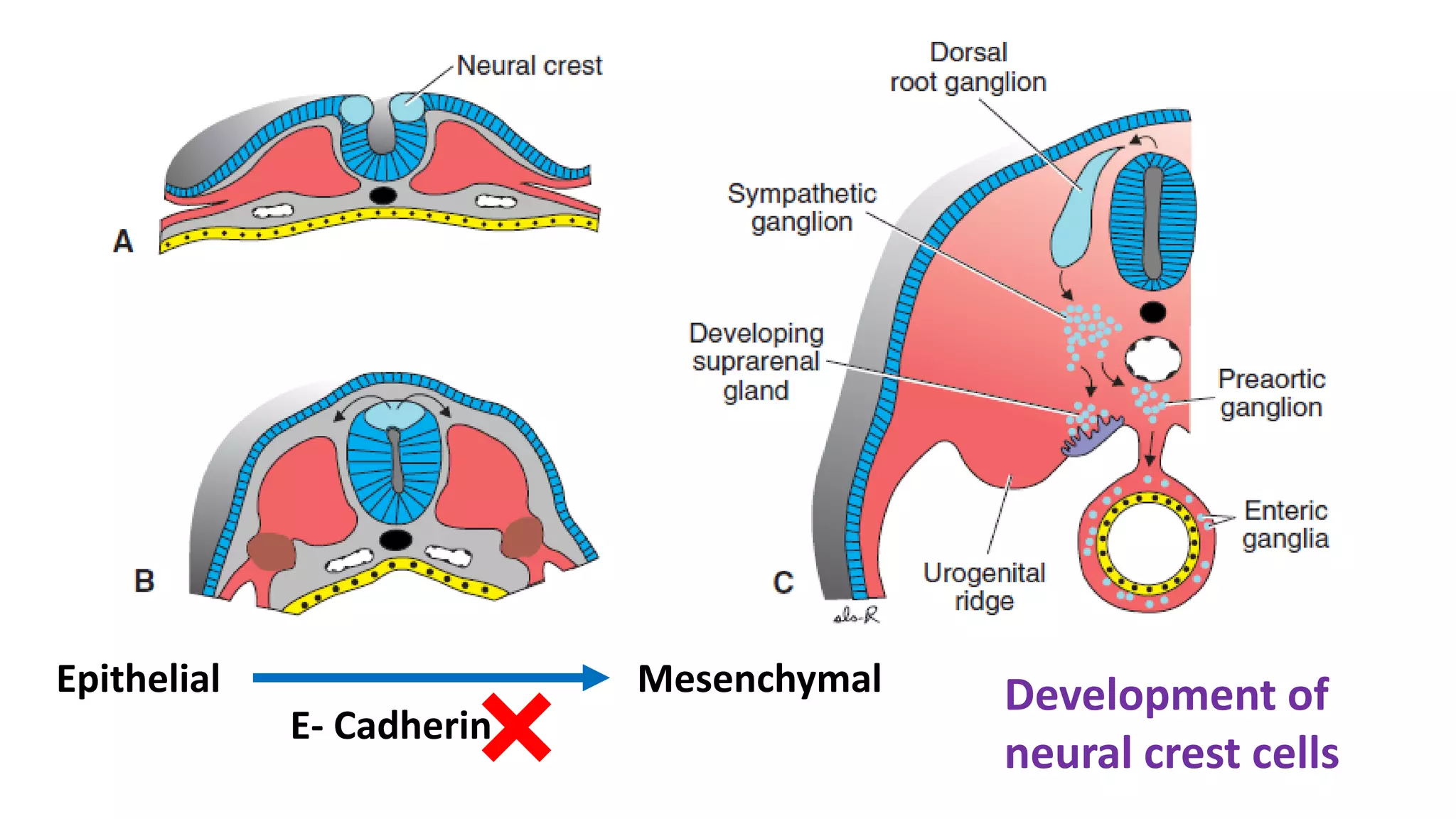 Development of nervous system | PDF