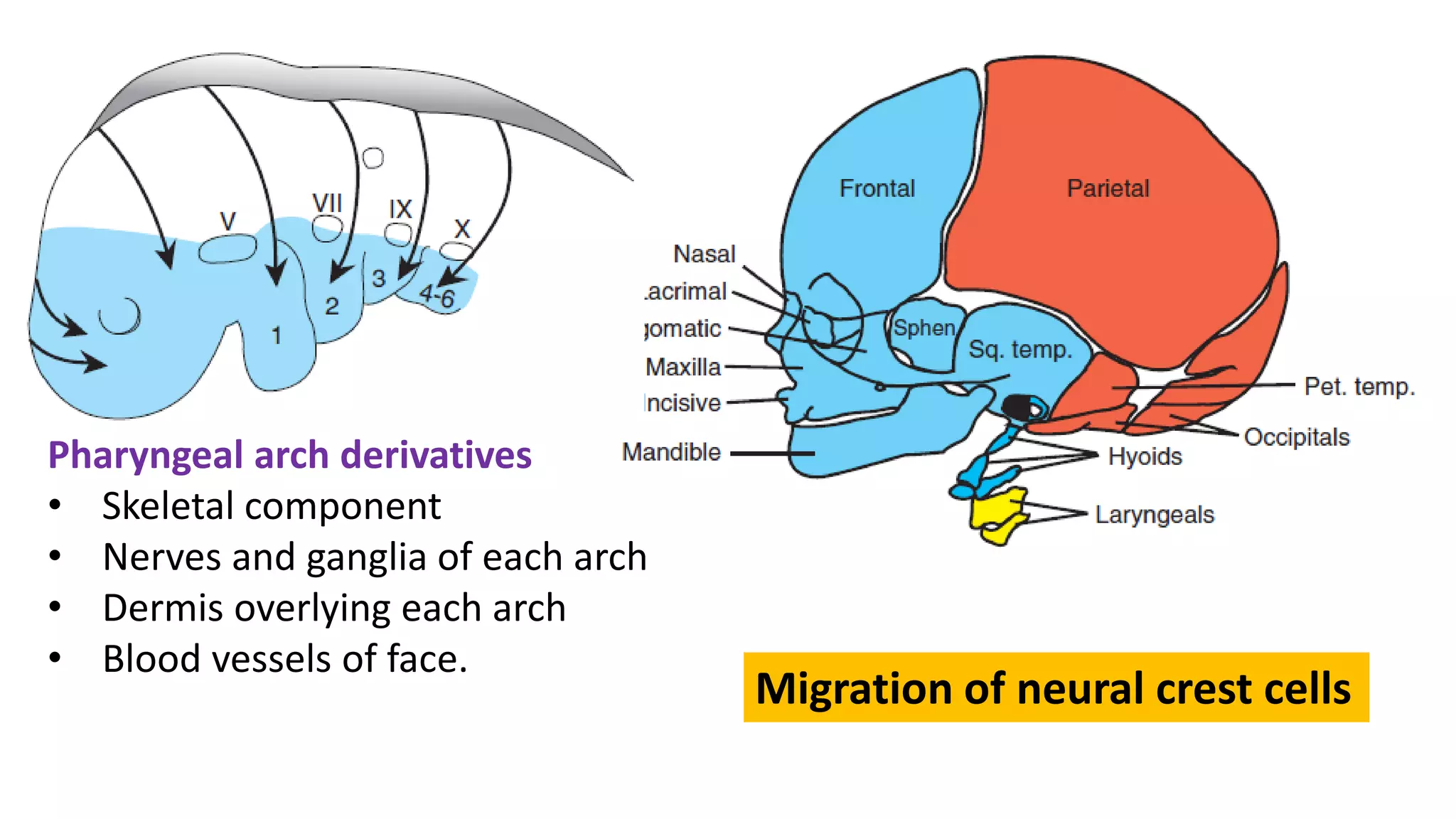 Development of nervous system | PDF