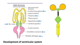 Development of nervous system | PDF