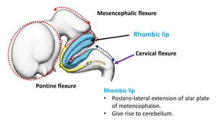 Development of nervous system | PDF