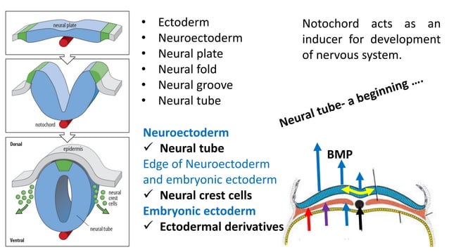 Development of nervous system | PDF | Brain and Nervous System ...