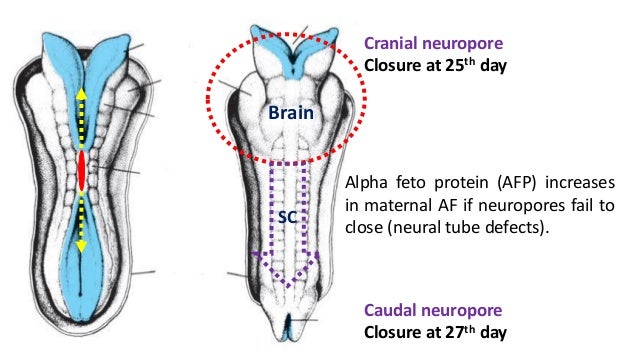 Development of nervous system