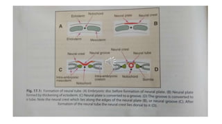 Development of nervous system Part I | PPTX