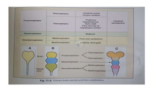 Development of nervous system Part I | PPTX