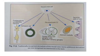 Development of nervous system Part I | PPTX
