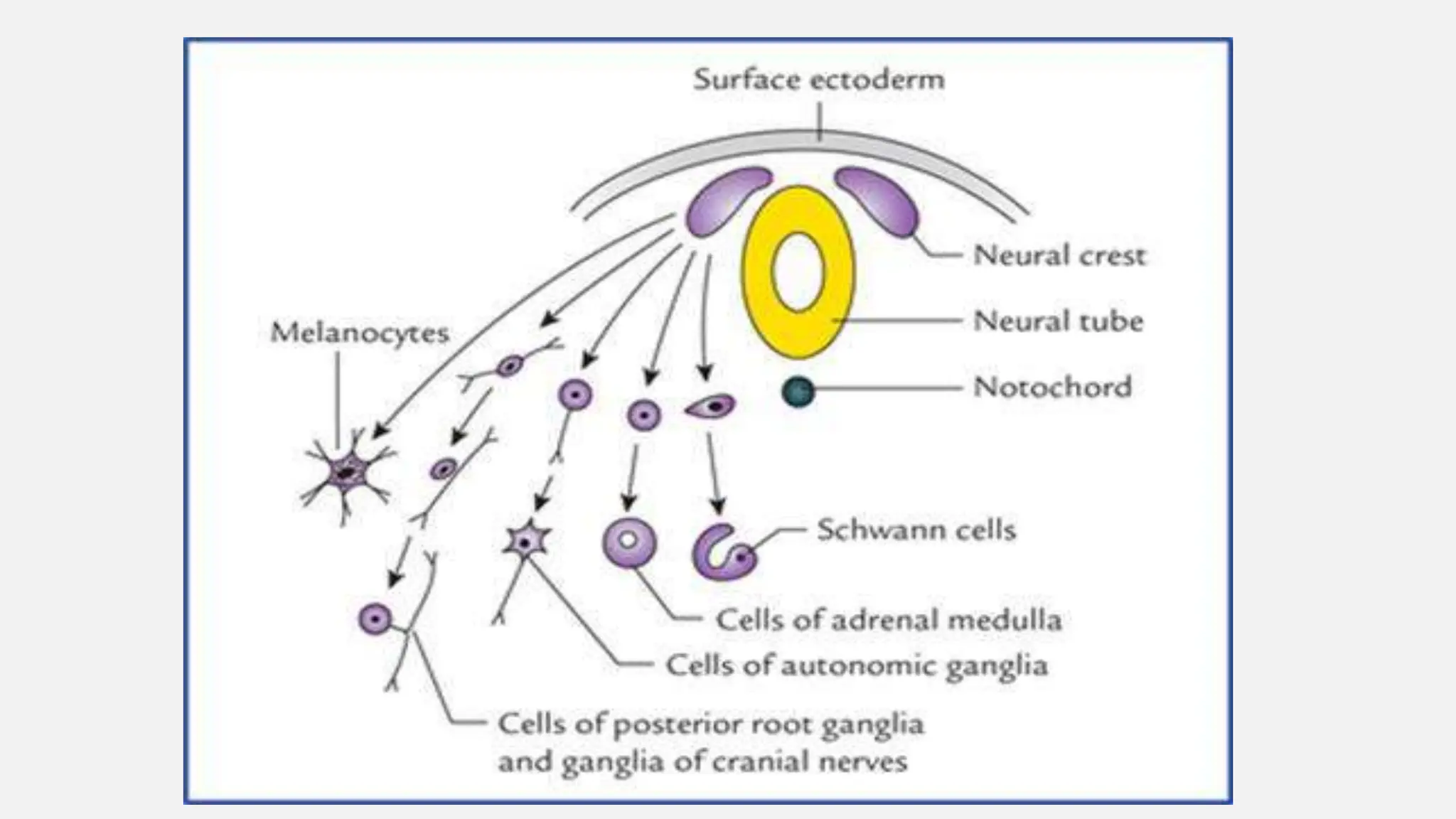 Development of nervous system.pptx