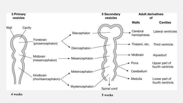 Development of nervous system.pptx