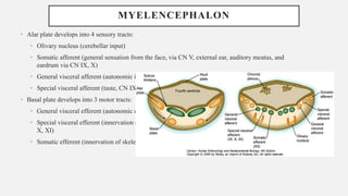 Development of nervous system.pptx