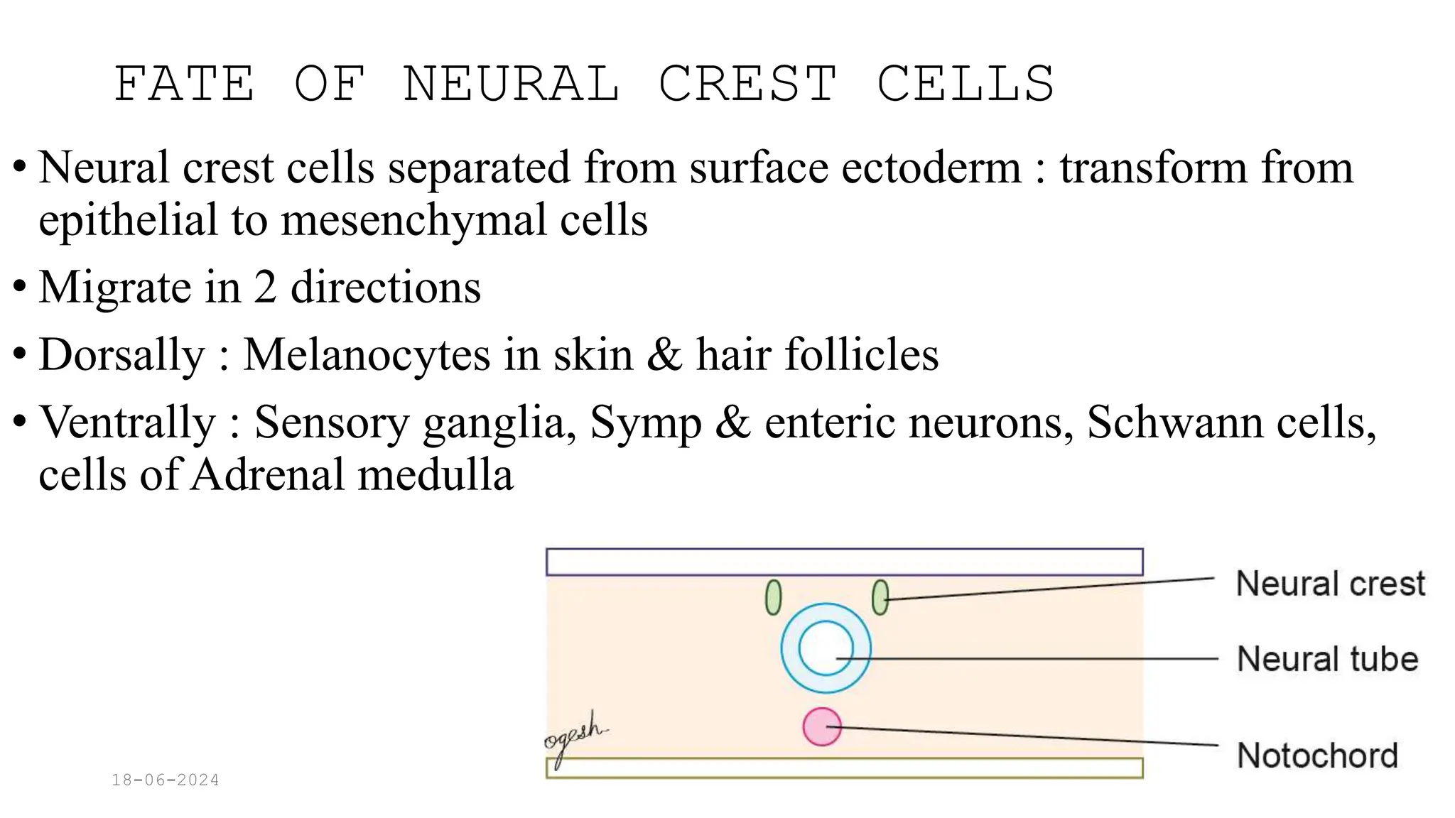 DEVELOPMENT OF NEURAL TUBE & SPINAL CORD.pptx