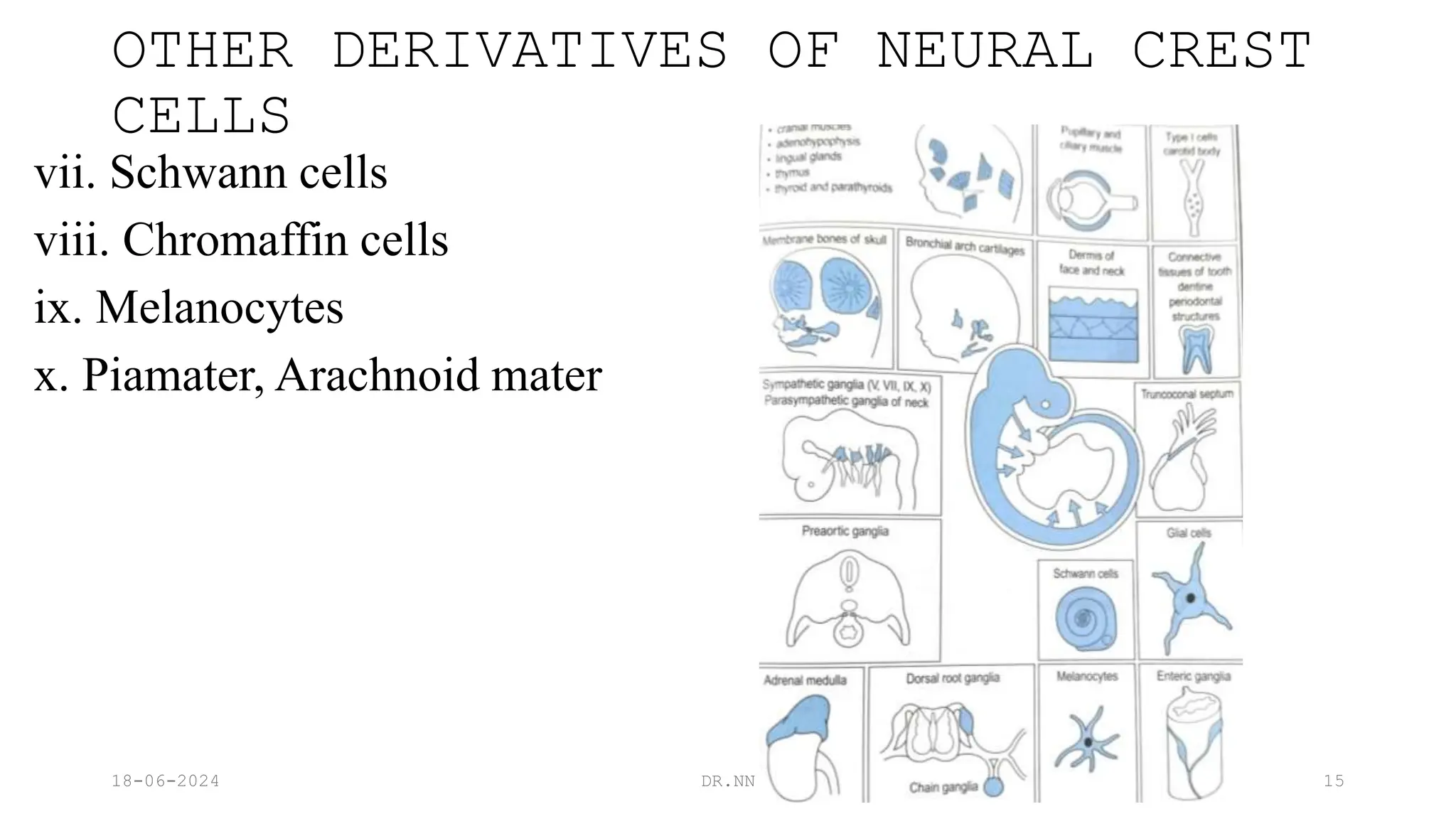 DEVELOPMENT OF NEURAL TUBE & SPINAL CORD.pptx