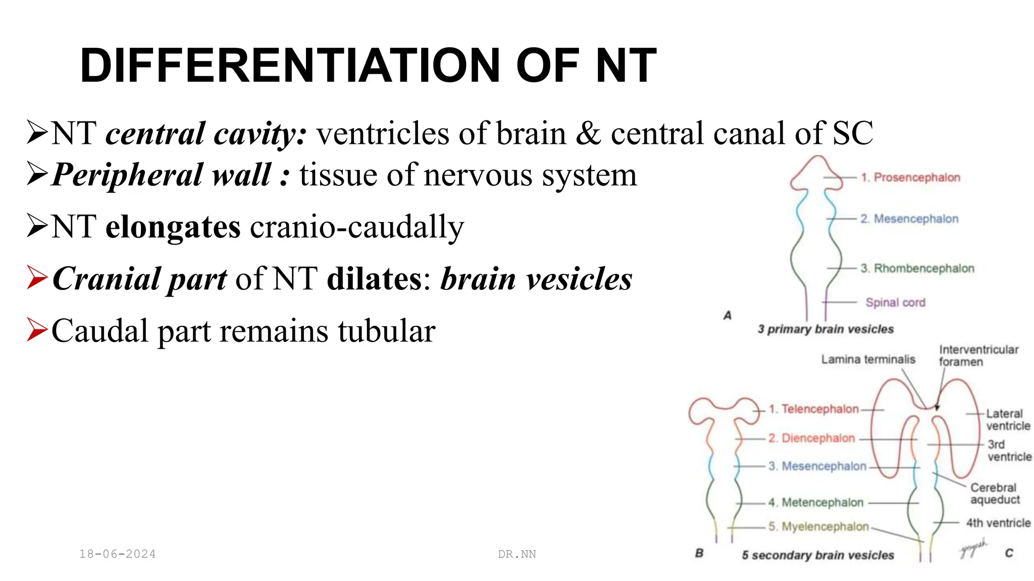DEVELOPMENT OF NEURAL TUBE & SPINAL CORD.pptx