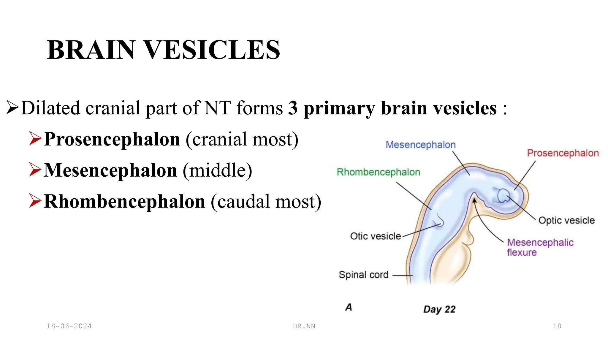 DEVELOPMENT OF NEURAL TUBE & SPINAL CORD.pptx