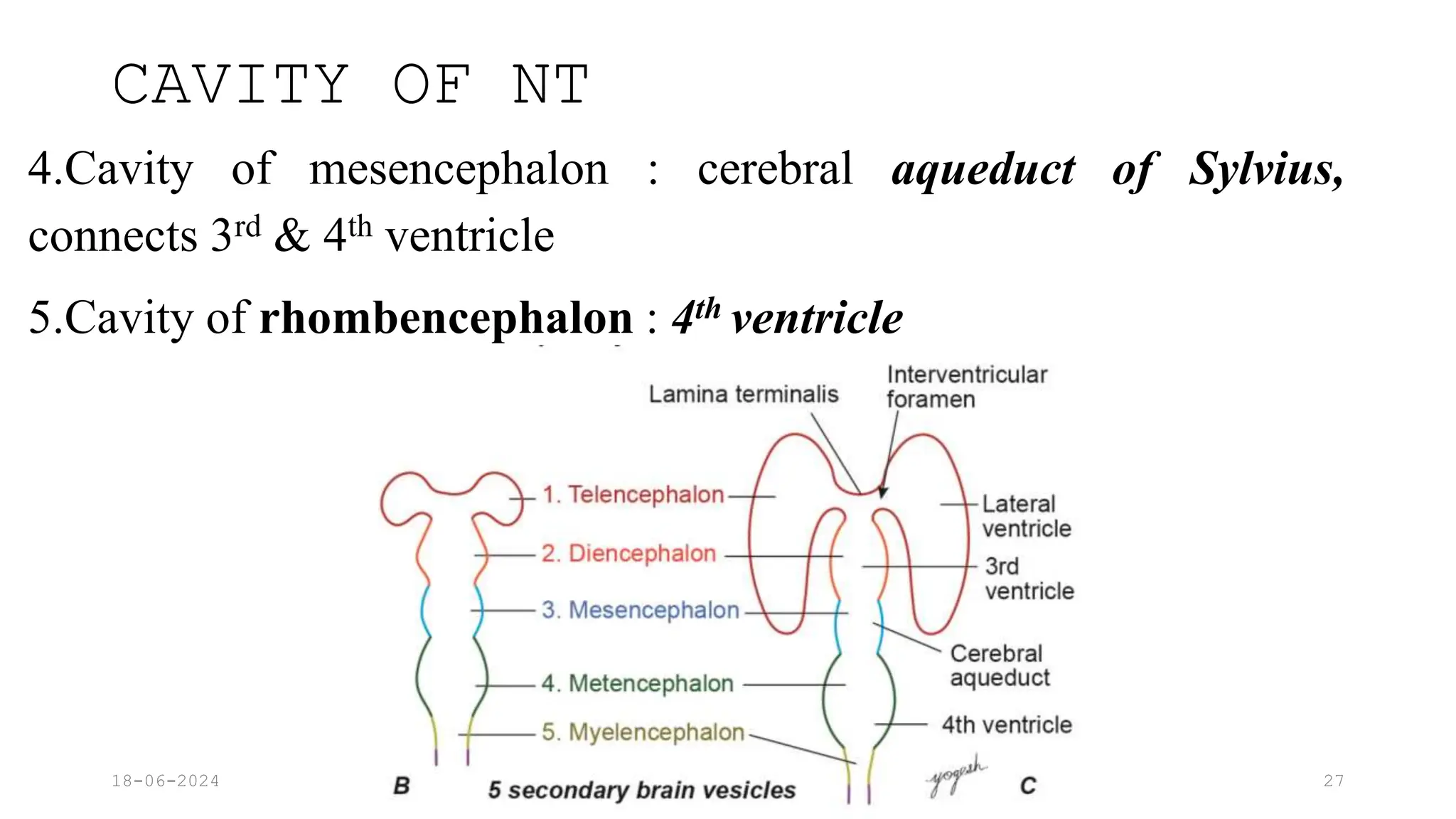 DEVELOPMENT OF NEURAL TUBE & SPINAL CORD.pptx