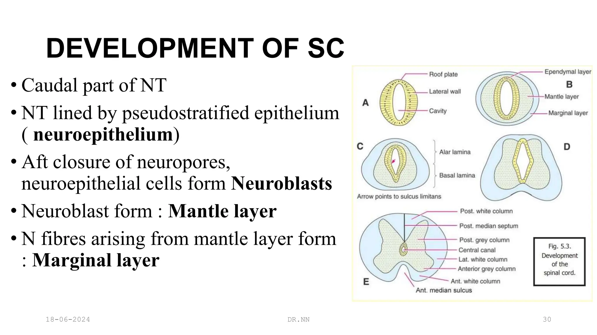 DEVELOPMENT OF NEURAL TUBE & SPINAL CORD.pptx