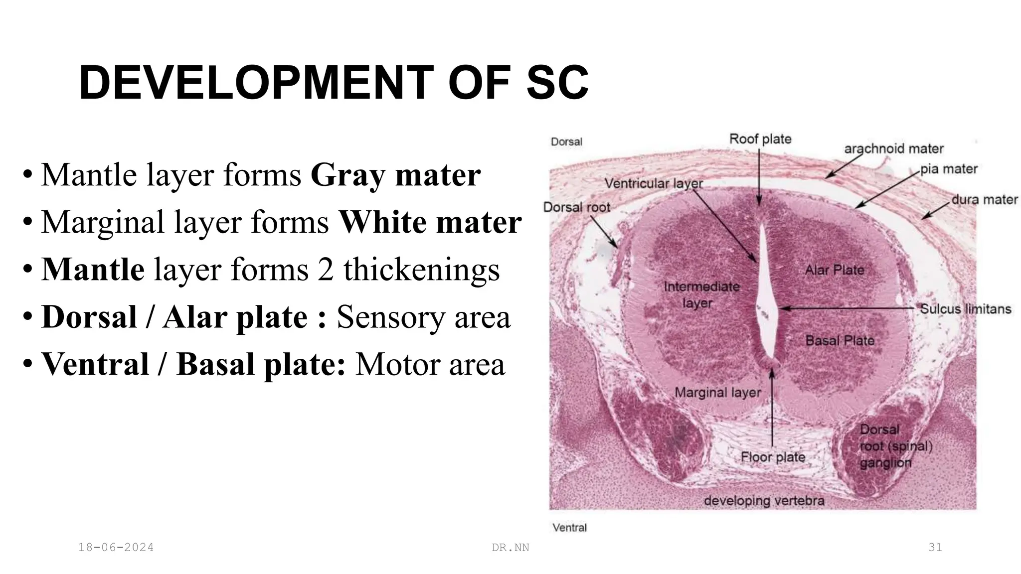 DEVELOPMENT OF NEURAL TUBE & SPINAL CORD.pptx