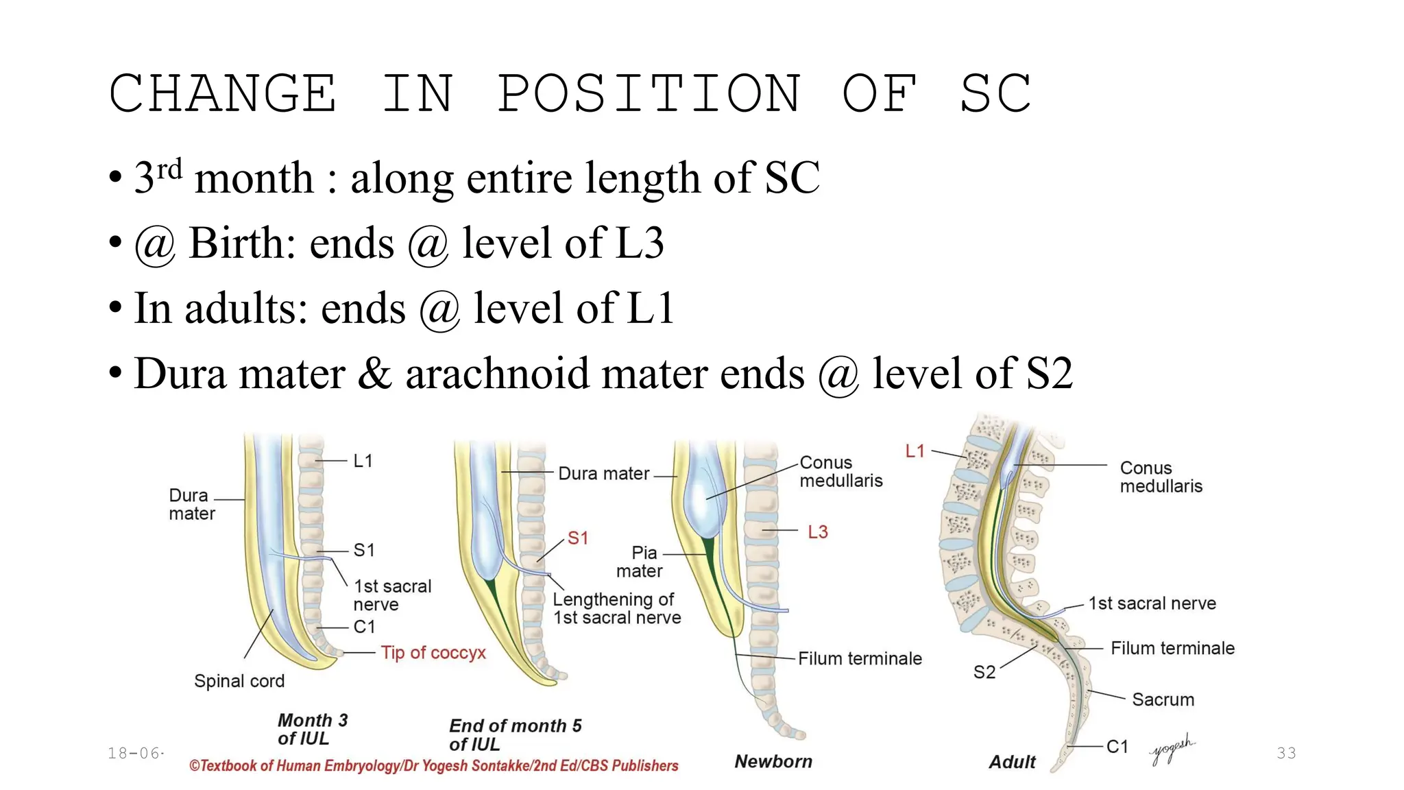 DEVELOPMENT OF NEURAL TUBE & SPINAL CORD.pptx